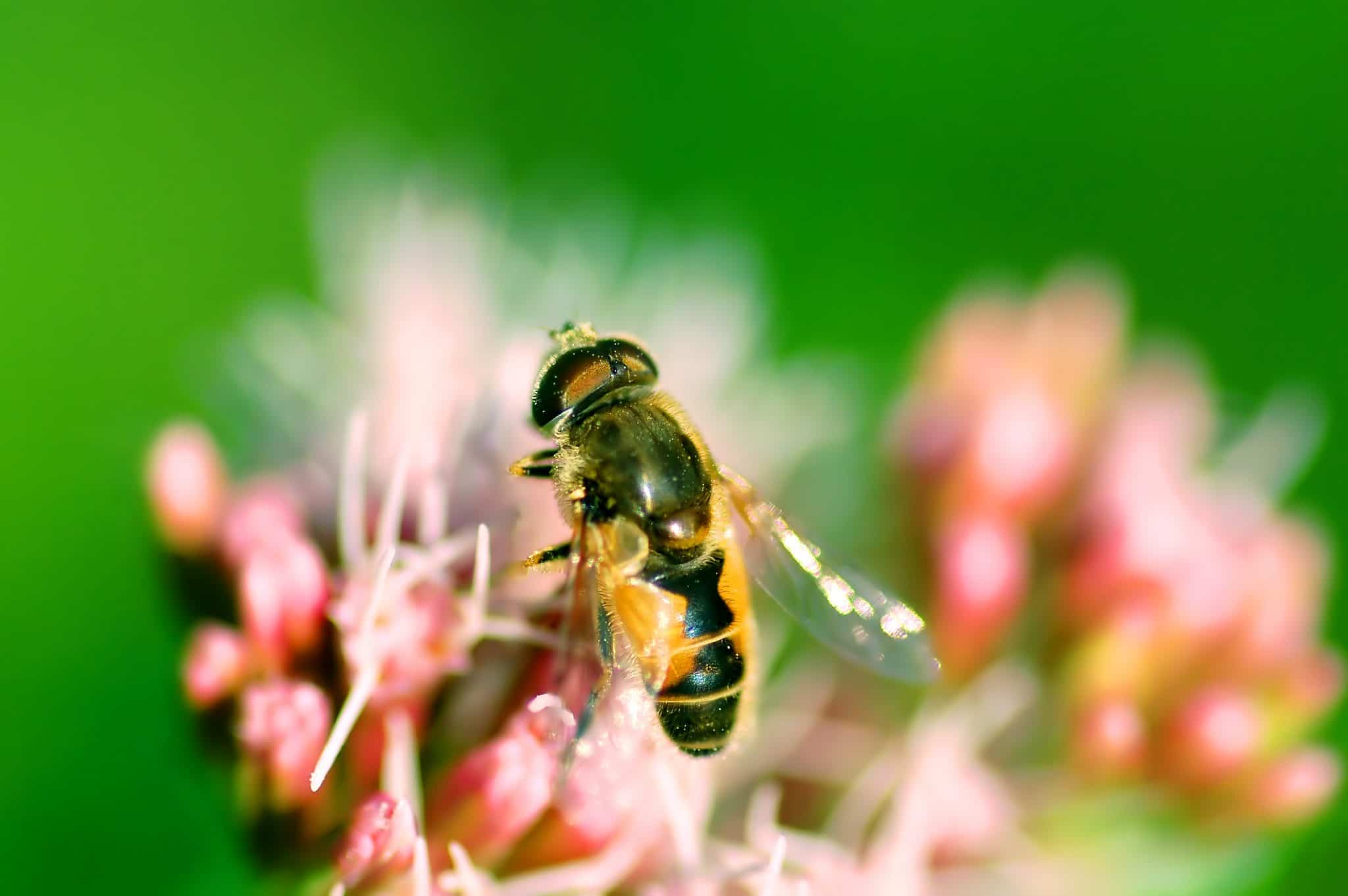 Reine abeille | Découvrez le cycle et la couleur de la reine abeille